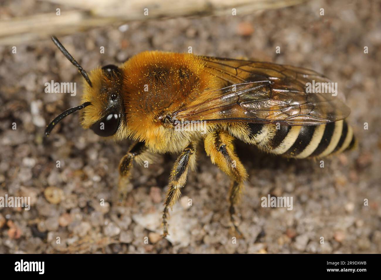 Sea-Aster-Aster Bee (Colletes halophilus) on sand. Denmark Stock Photo ...