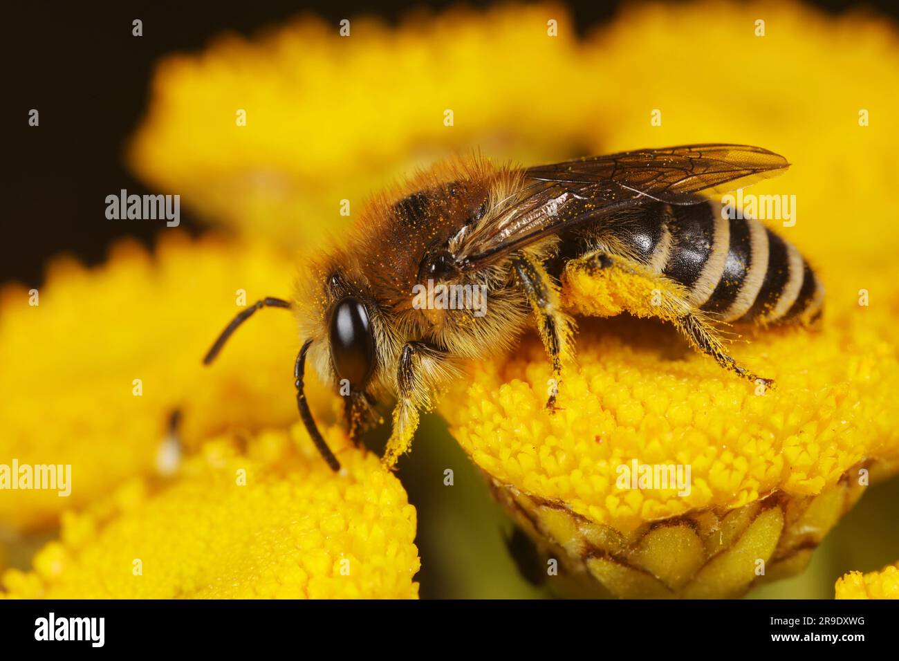Plasterer Bee (Colletes sp.) on Tansy flowers. Germany Stock Photo - Alamy