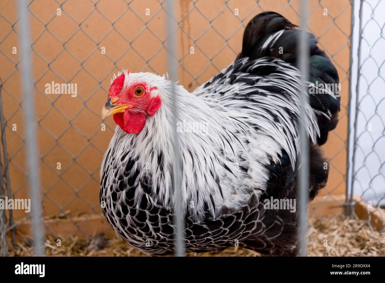 Domestic chicken. Hen in cage at a poultry exhibition. Germany Stock ...