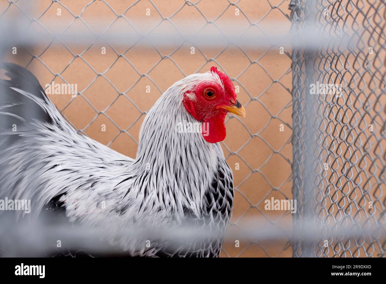 Domestic chicken. Hen in cage at a poultry exhibition. Germany Stock ...