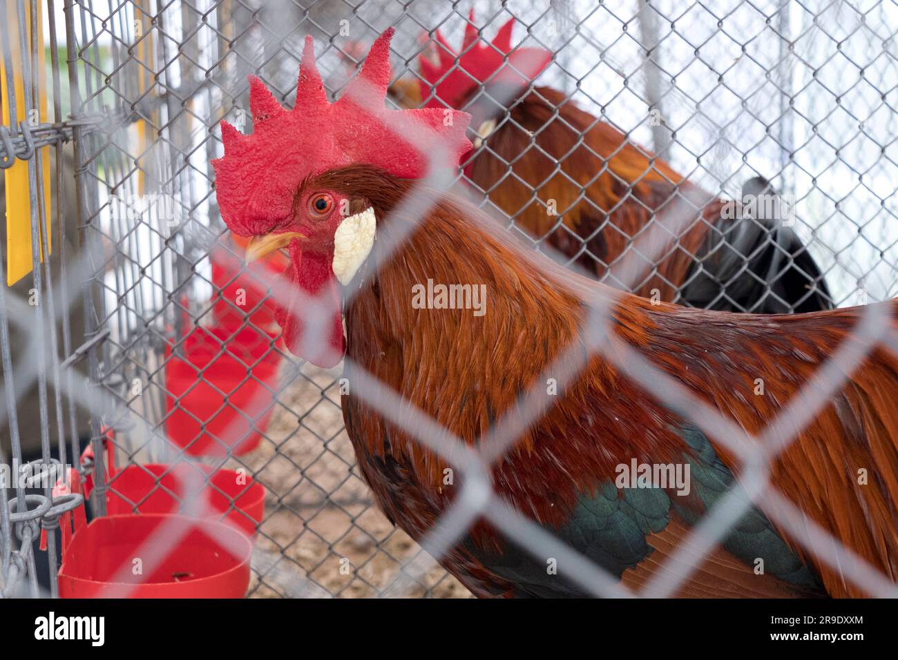 Domestic chicken. Roosters in cages at a poultry exhibition. Germany ...