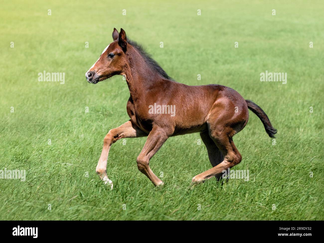 Portrait of a thoroughbred colt grazing in a meadow. Pasture on a sunny ...