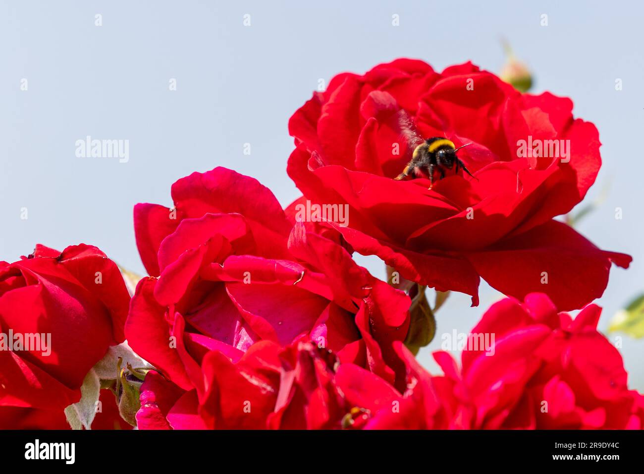 Rose schafer hi-res stock photography and images - Alamy
