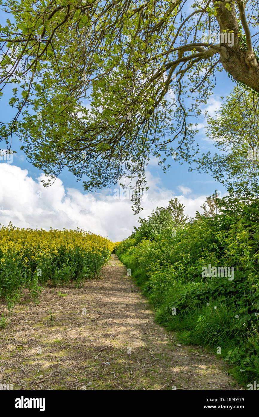 A tree overhanging a footpath running by farmland in the South Downs ...