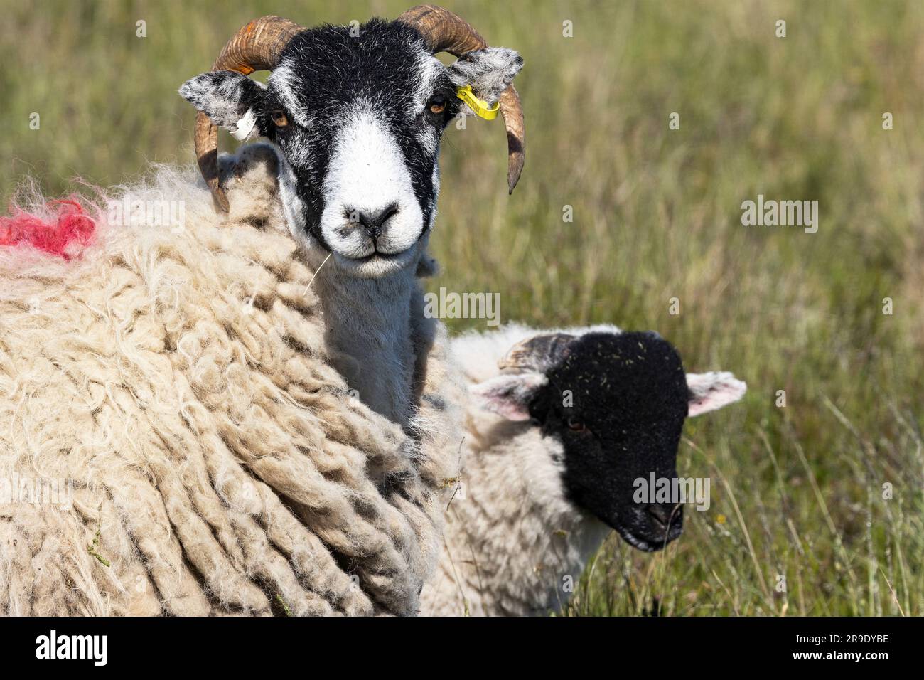Medieval sheep shearing hi-res stock photography and images - Alamy