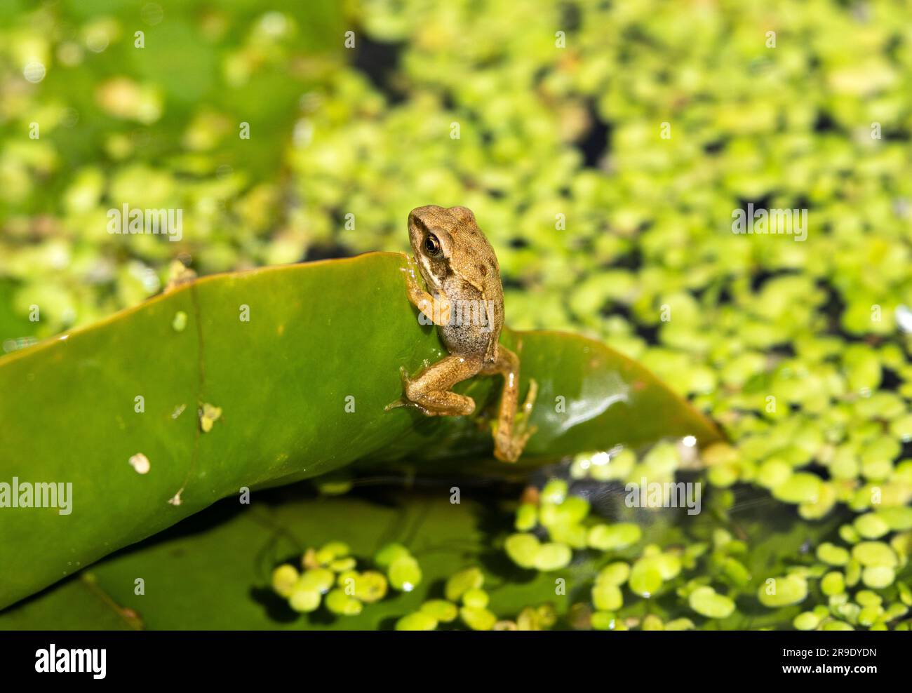 At the end of spring tiny froglets start to emerge from ponds. They ...