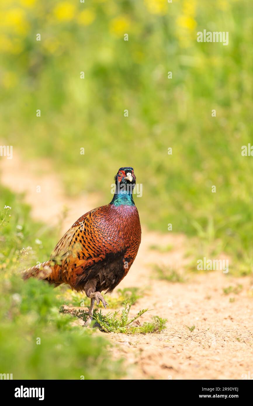 Front view of a wild, UK common pheasant (Phasianus colchicus) pacing ...