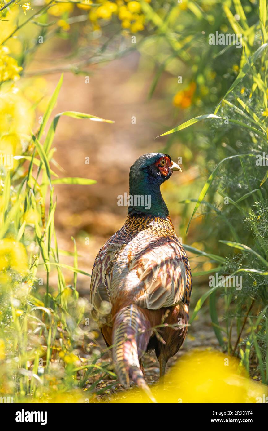 Rear view of a wild, UK common pheasant bird (Phasianus colchicus ...