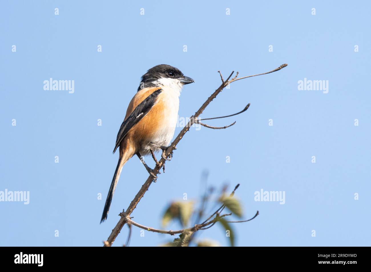 A long-tailed shrike perched on a slender tree branch against a ...