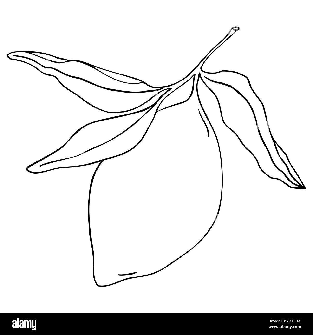 vector illustrations of lemons and leaves for banners, cards, flyers ...