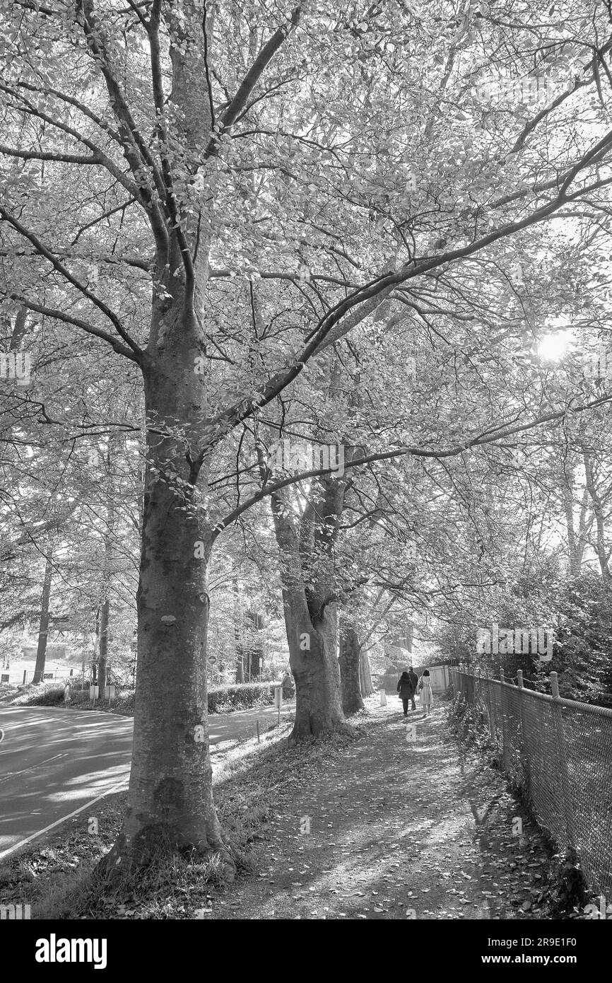 Big trees in Melbourne City Park Stock Photo - Alamy
