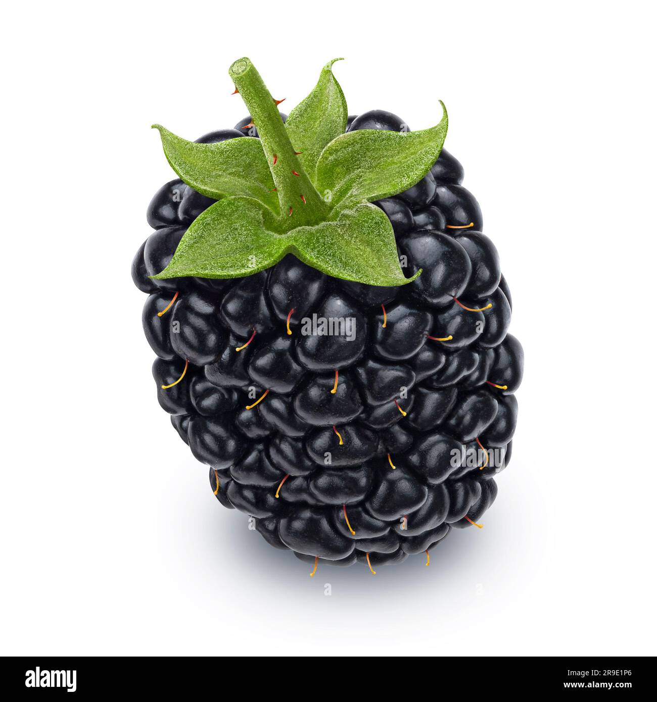 One blackberry isolated on white background, full depth of field Stock ...
