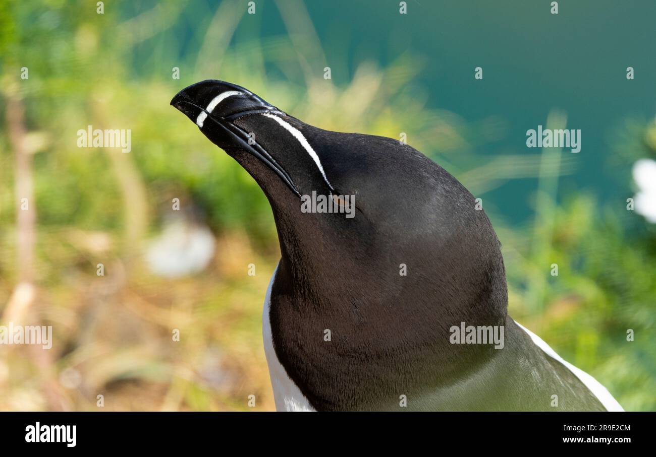 The distinctive profile of a Razorbill. Thousands visit the cliffs at ...