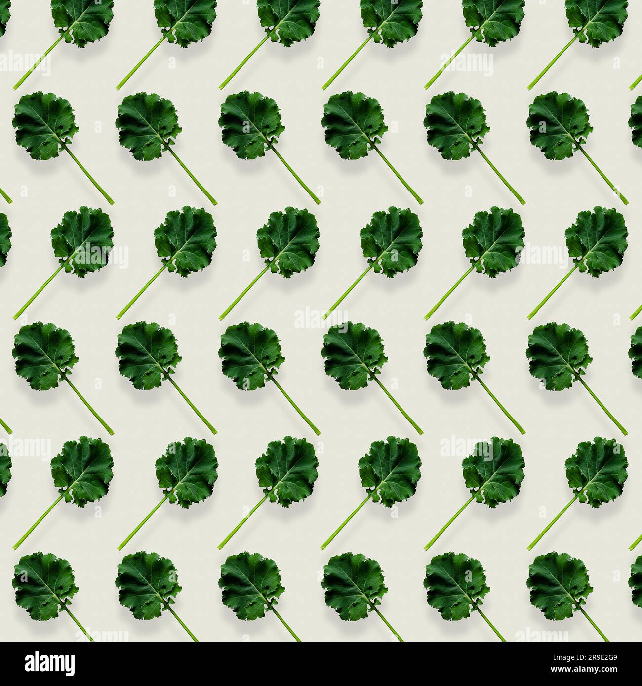 Square pattern of kale leaves on light grey background Stock Photo - Alamy