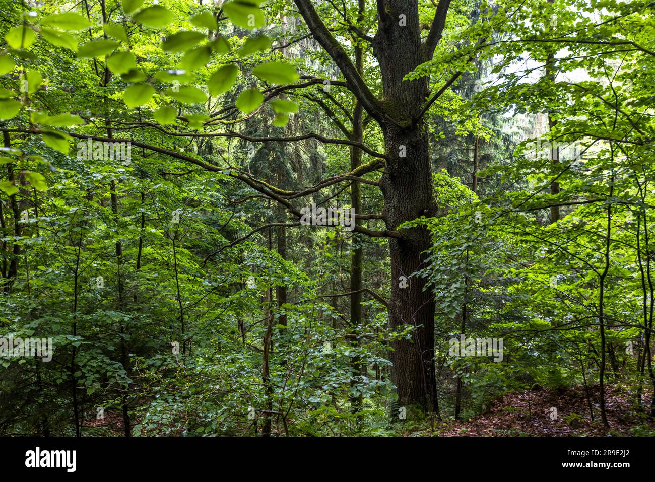 At this place the Romantic painter Caspar David Friedrich presumably ...