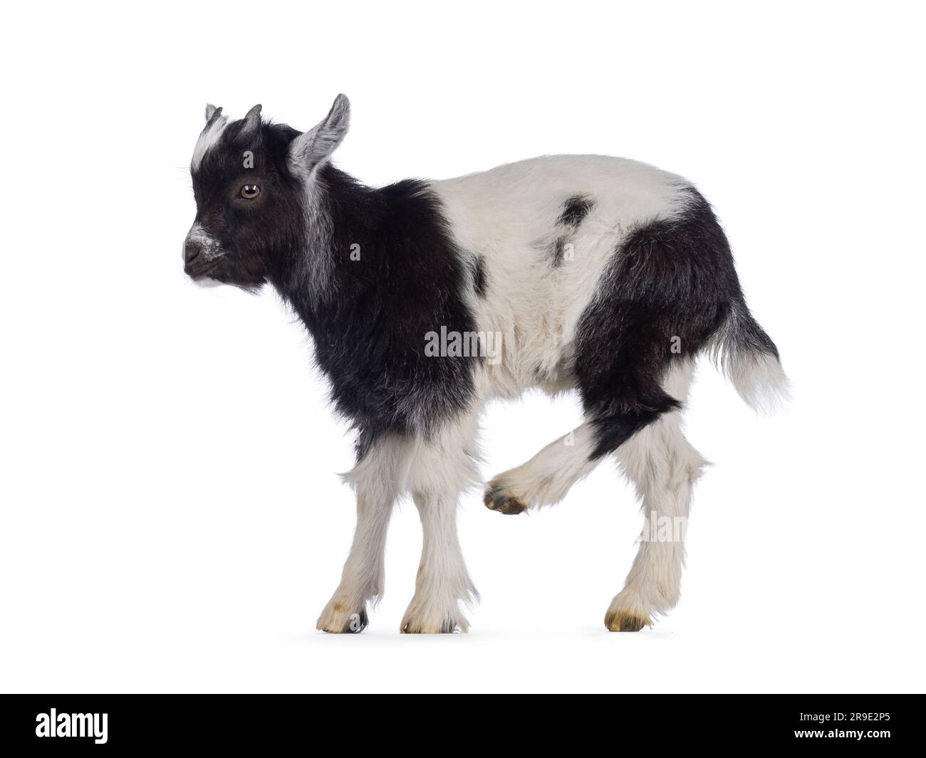 Adorable black and white baby goat, standing side ways and itchinng ...