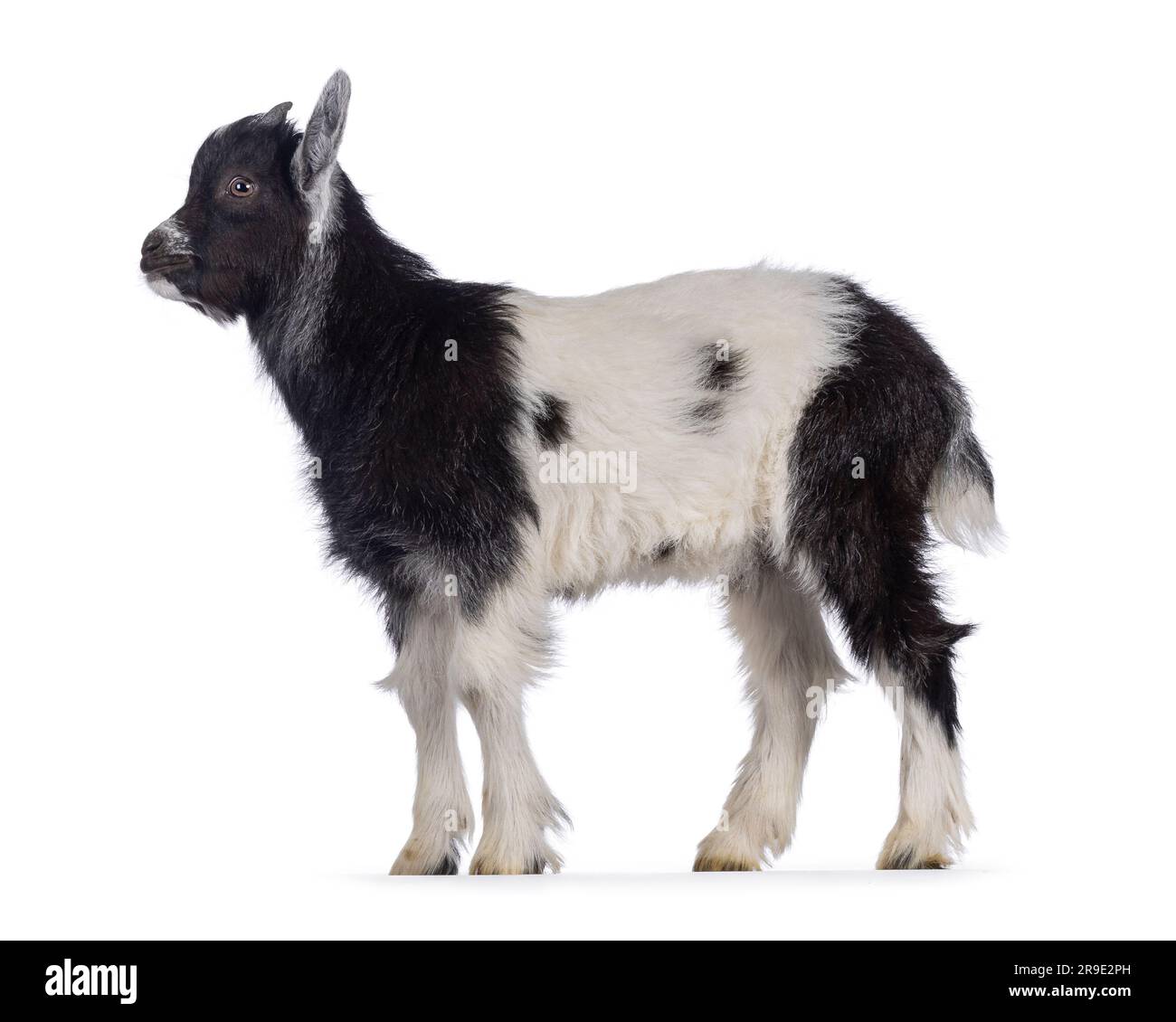 Adorable black and white baby goat, standing still side ways. Looking ...