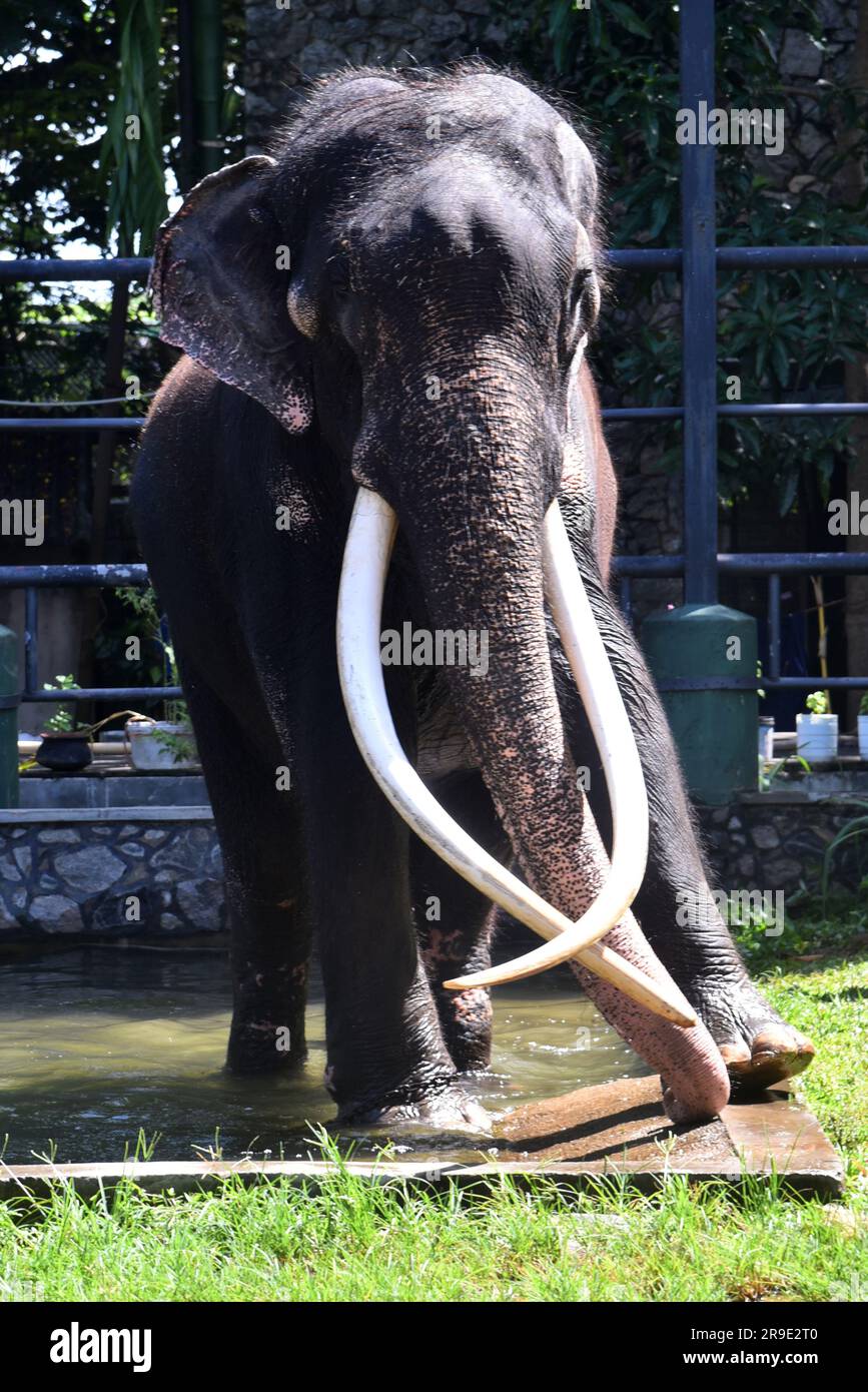 Colombo, Sri Lanka. 26th June, 2023. Muthu Raja, the elephant donated ...