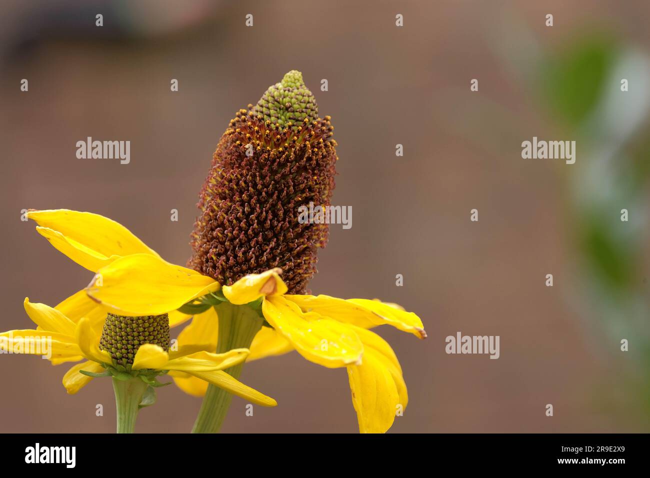 Great coneflower (Rudbeckia-maxima) in bloom Stock Photo - Alamy