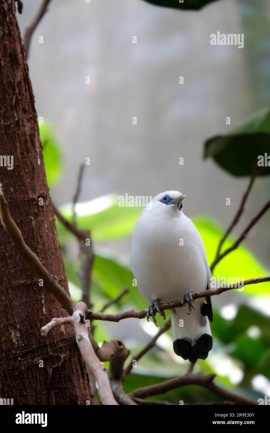 White myna bird with blue skin around each eye looks into distance ...