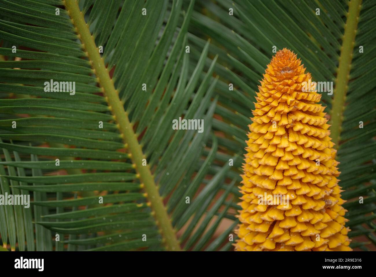 Sago palm (Cycas revoluta) in close, detailed view Stock Photo - Alamy