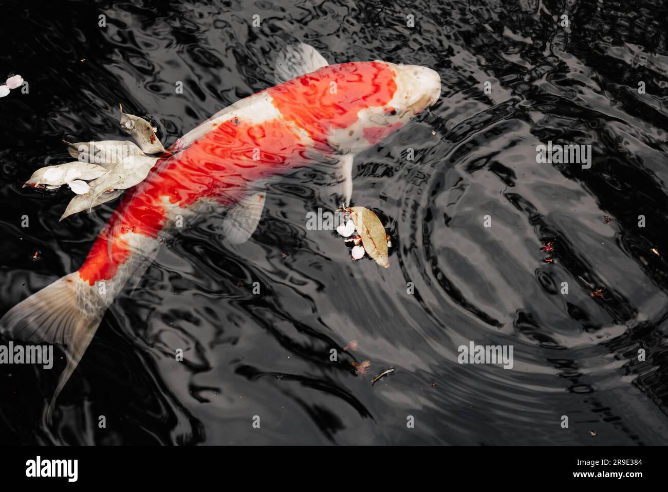 A tranquil scene of Japanese carp fish swimming gracefully in a ...