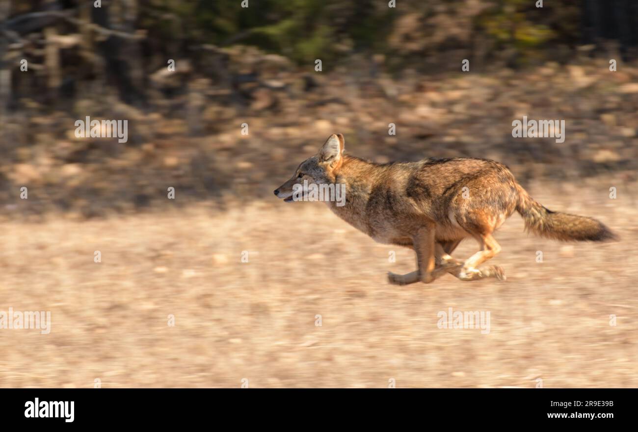 Coyote running at full speed across a dry grassy field in late fall ...