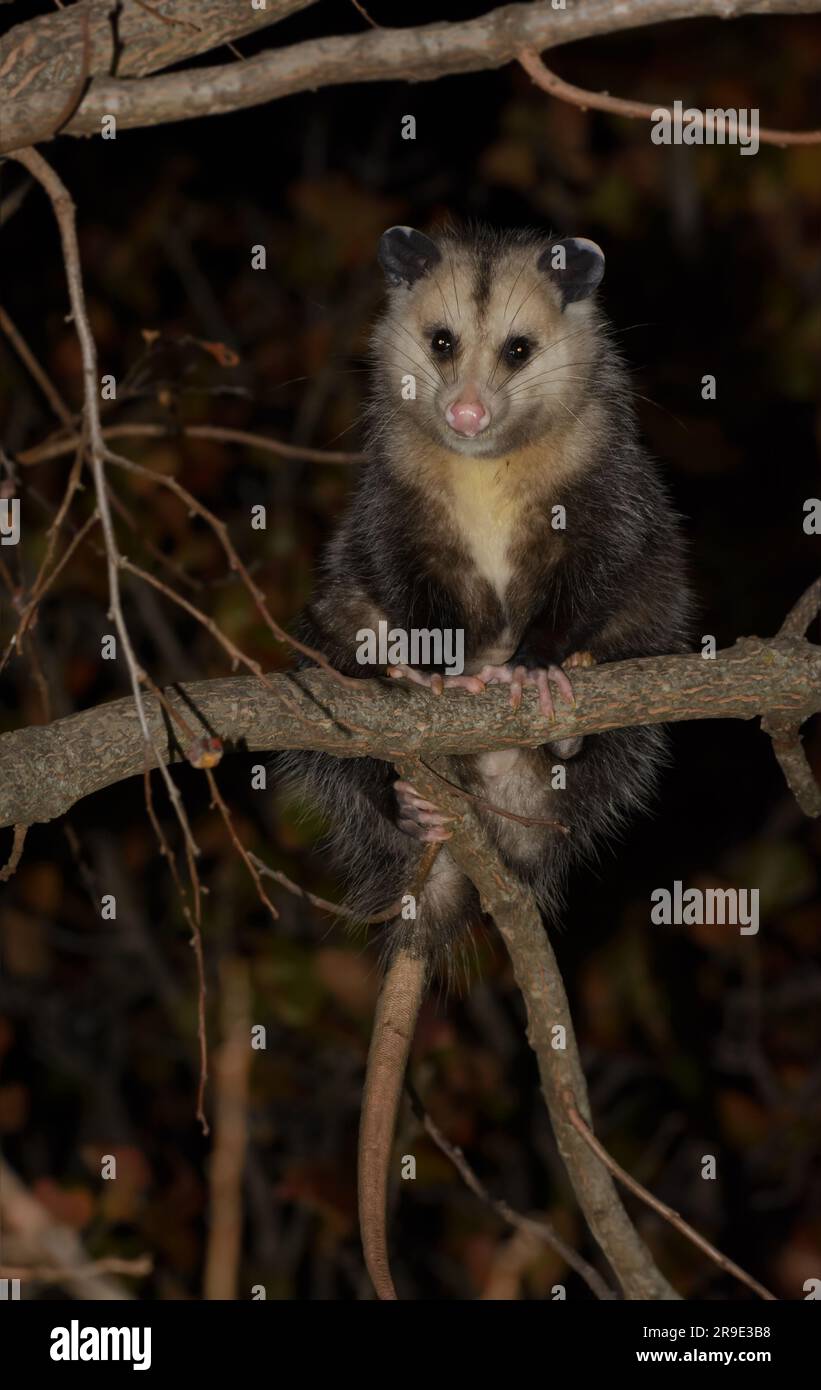 Virginia opossum up in a persimmon tree at night in fall, looking for ...