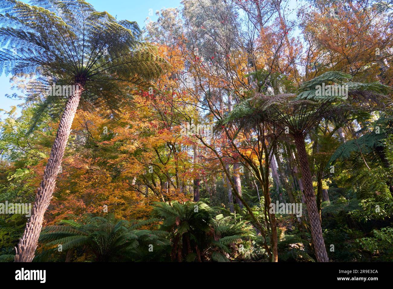 Big trees in Melbourne National Park Stock Photo - Alamy