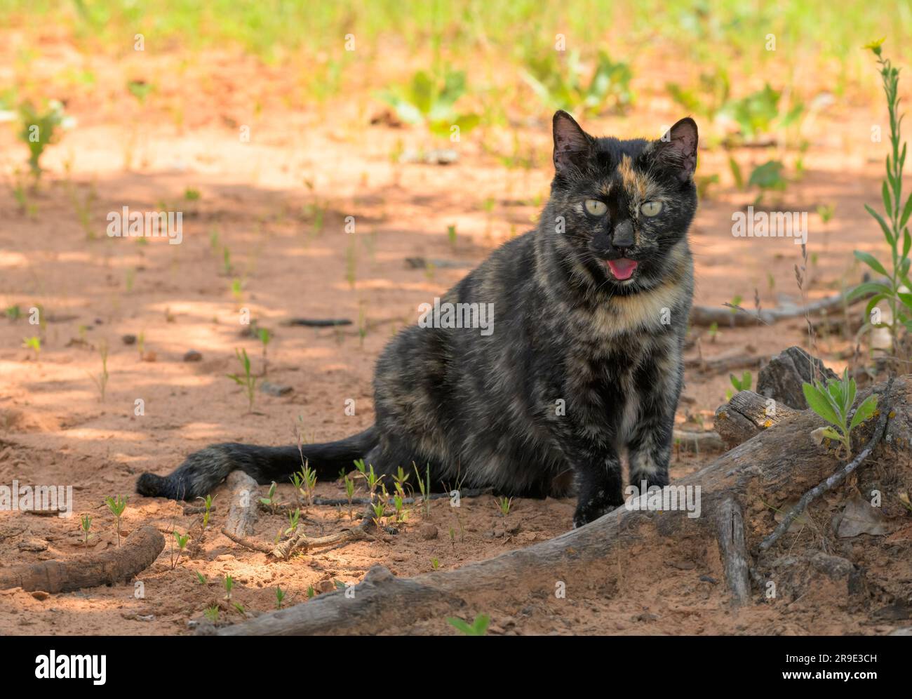 Red tortoiseshell cat hi-res stock photography and images - Alamy