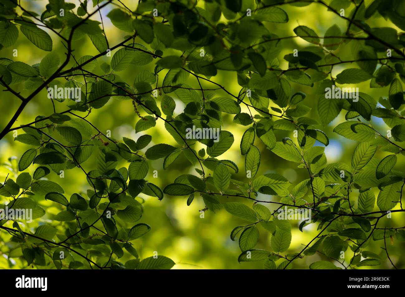 Shade tree leaves hi-res stock photography and images - Alamy