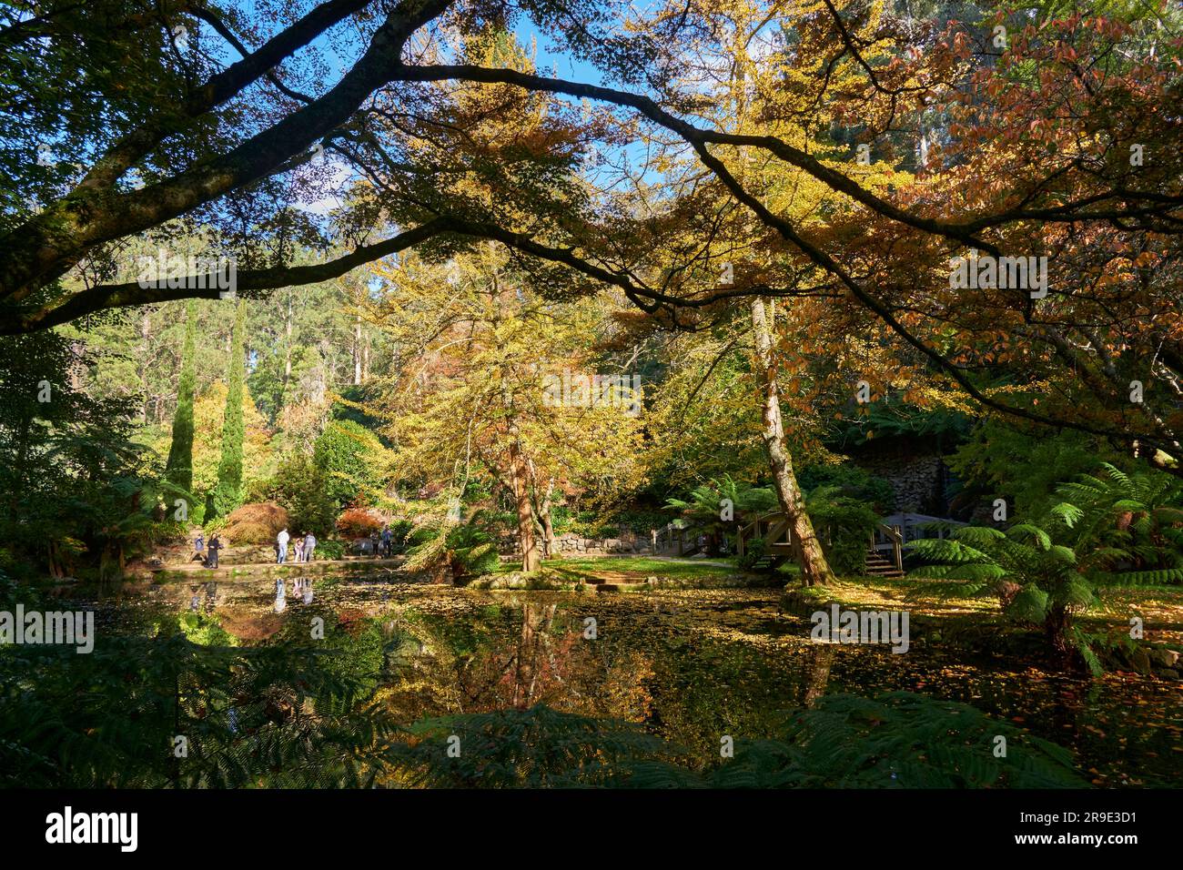 Trees during autumn season in Melbourne Stock Photo - Alamy