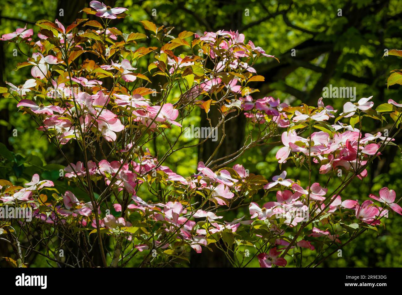 Close up of a dogwood tree in full bloom in a forest in Cuyahoga Valley ...