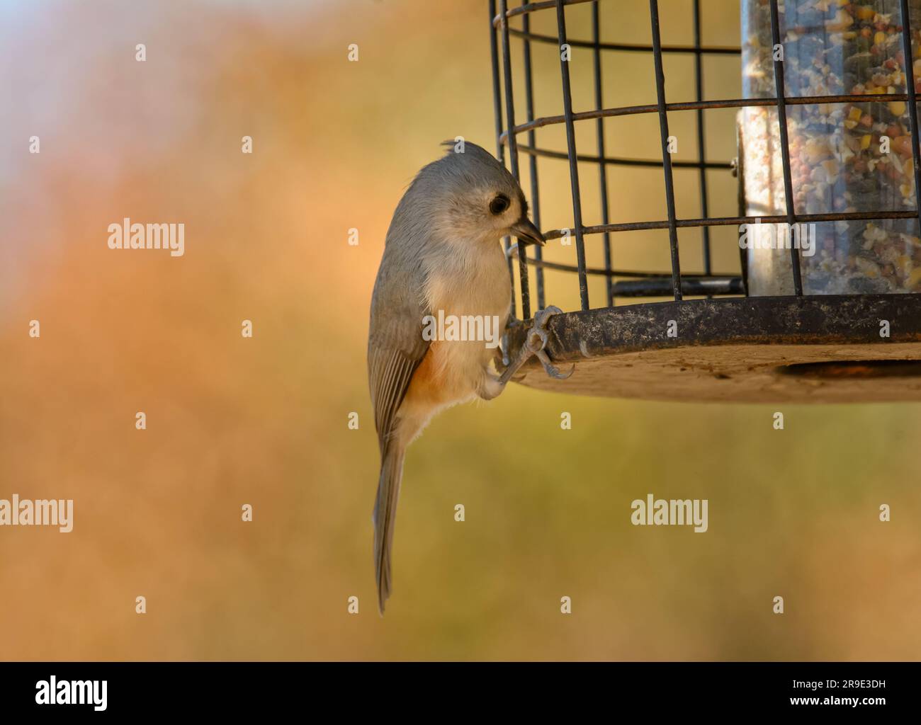 Tufted Titmouse getting seeds from bird feeder in fall Stock Photo - Alamy