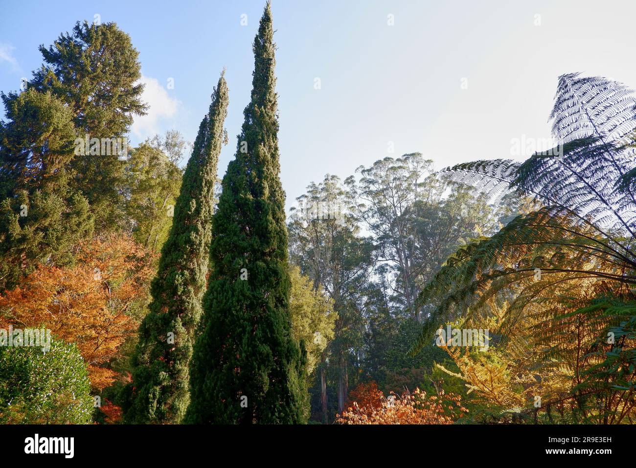 Pine Trees at Alfred Nicholas Memorial Garden, Melbourne, Australia ...