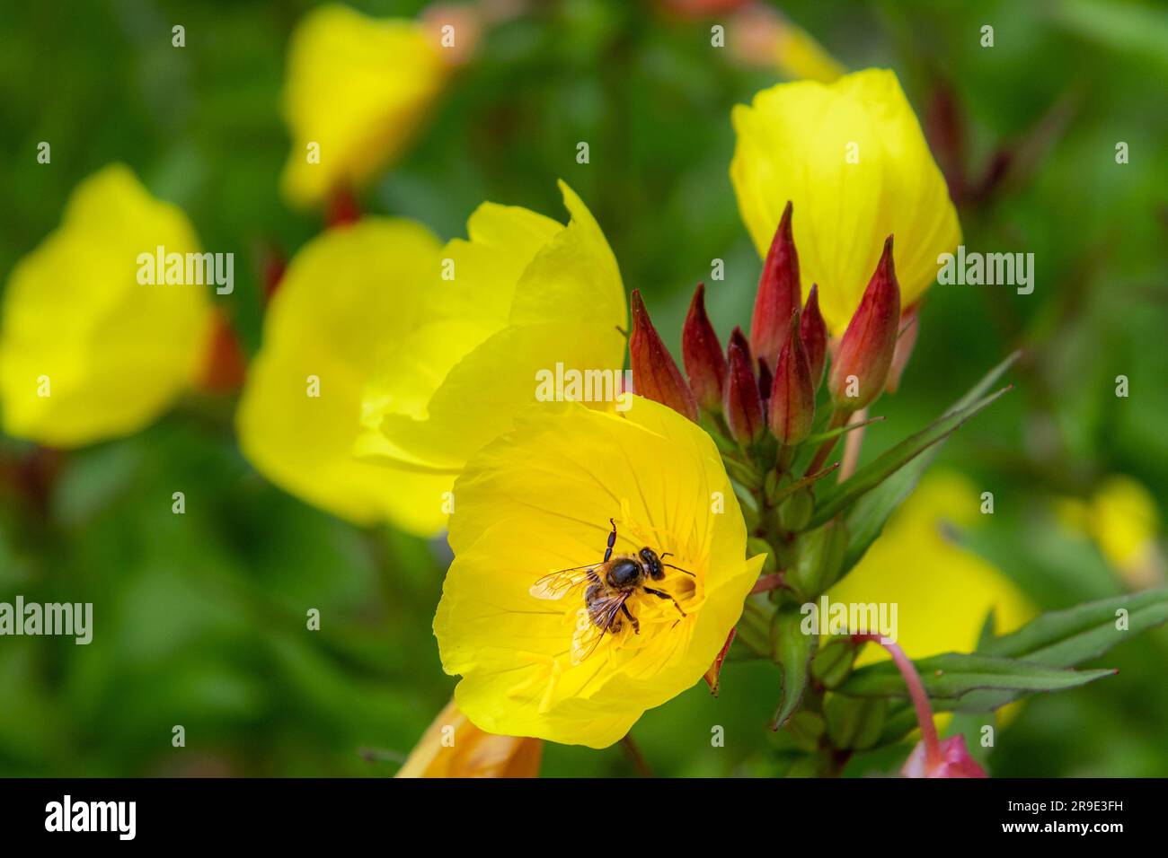 Common evening primrose oenothera biennis on white background hi-res ...