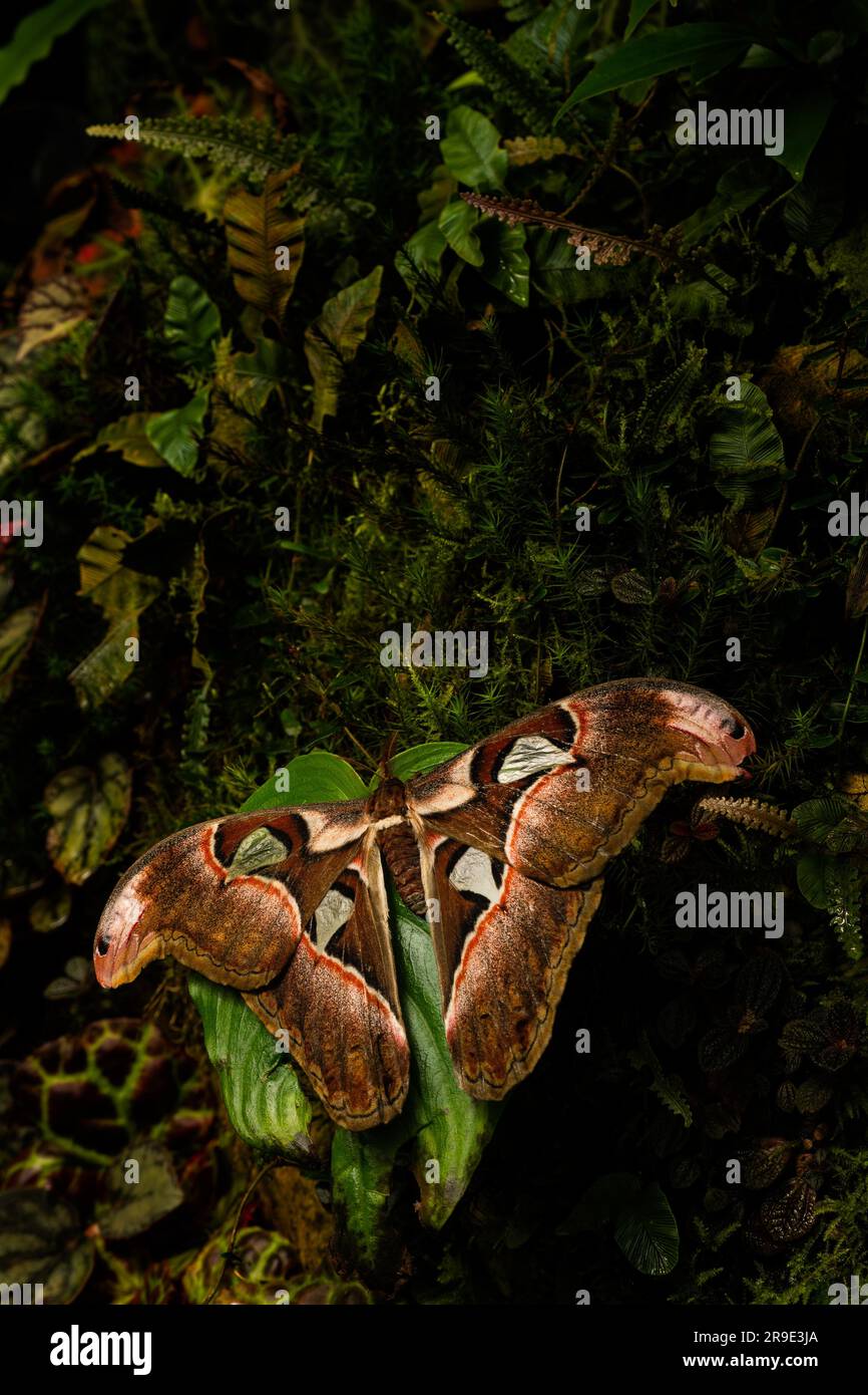Atlas Moth - Attacus atlas, beautiful large iconic moth from Asian ...