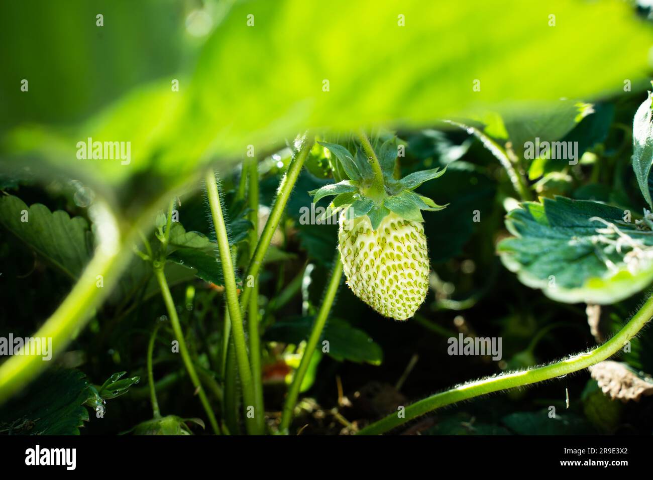 Green unripe strawberry grows close up. Unripe strawberries Stock Photo ...