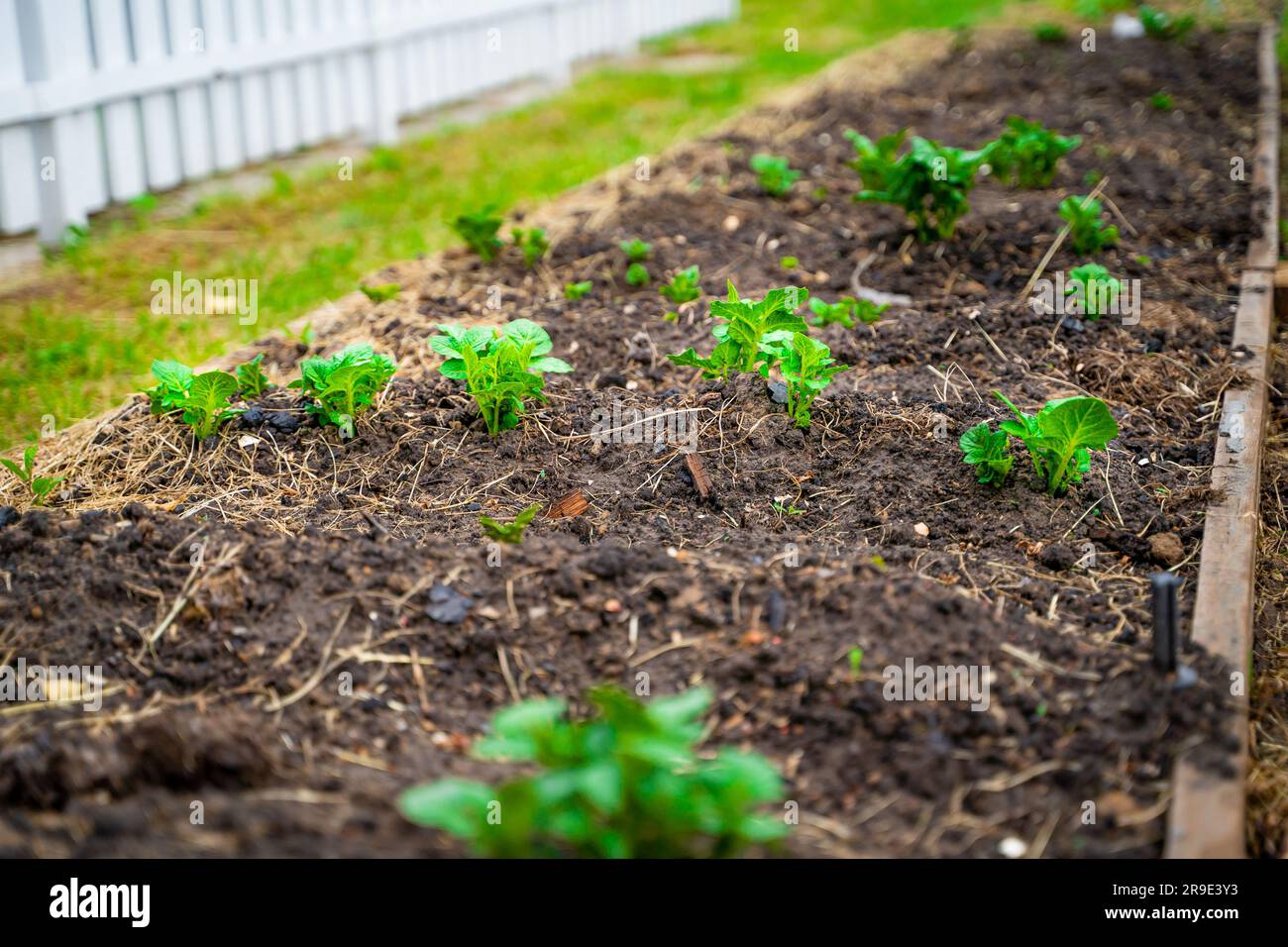 The first sprouts of growing potatoes in the garden close-up Stock ...