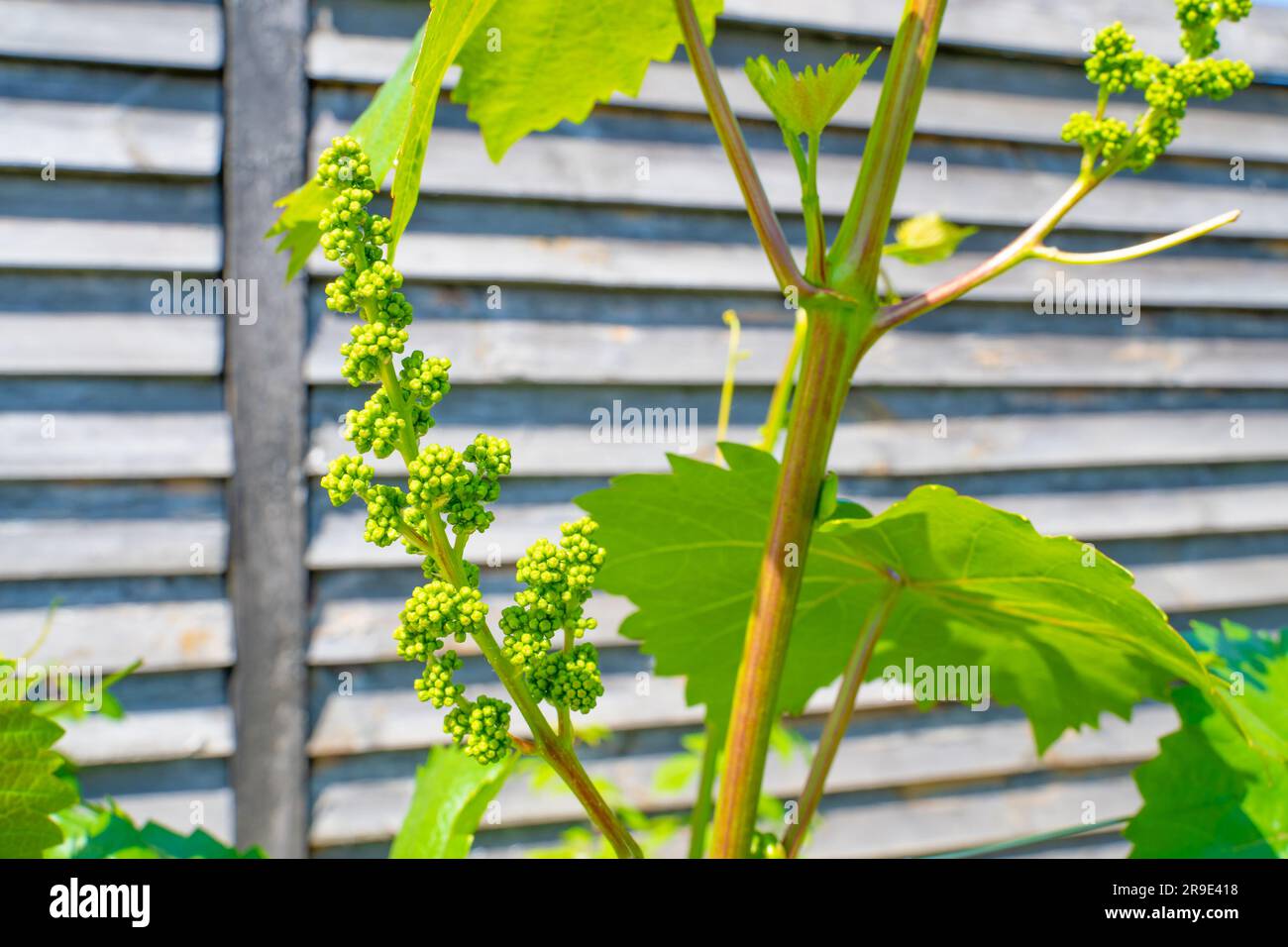Clusters of grapes before the flowering period close-up on a blurred ...