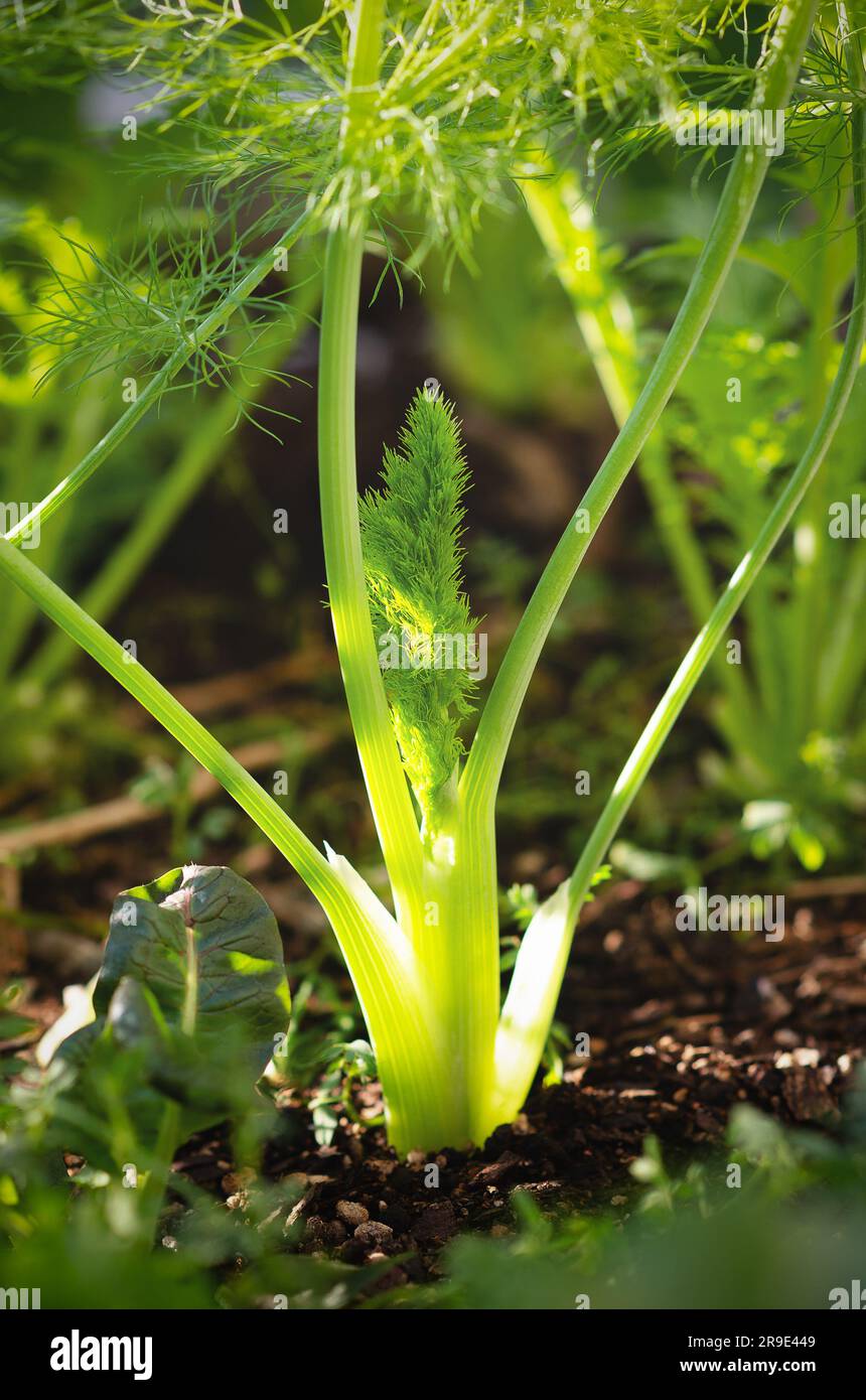 Young fennel growing in an urban vegetable garden Stock Photo - Alamy