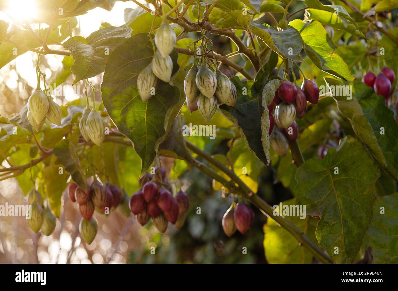 Some tamarillos growing in the plant Stock Photo - Alamy