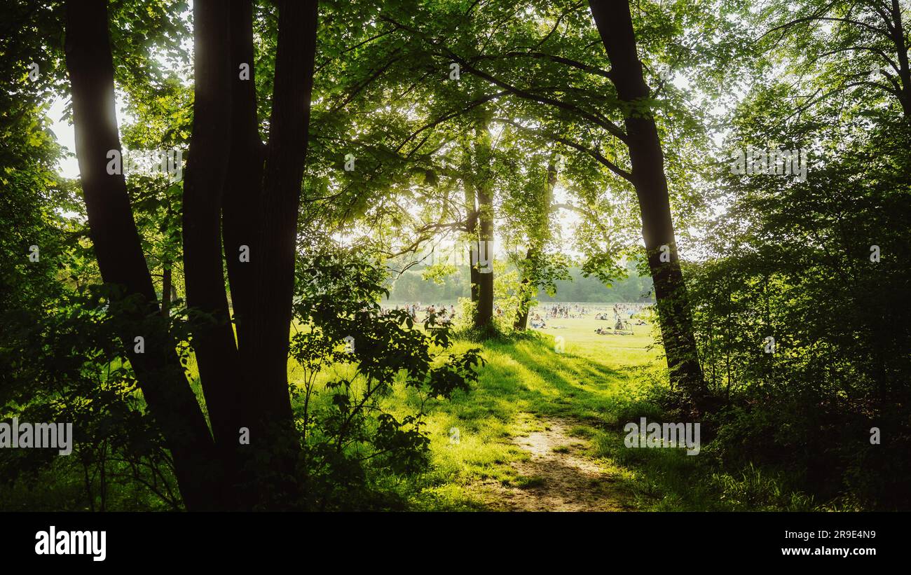 Sunlit forest path winding hi-res stock photography and images - Alamy