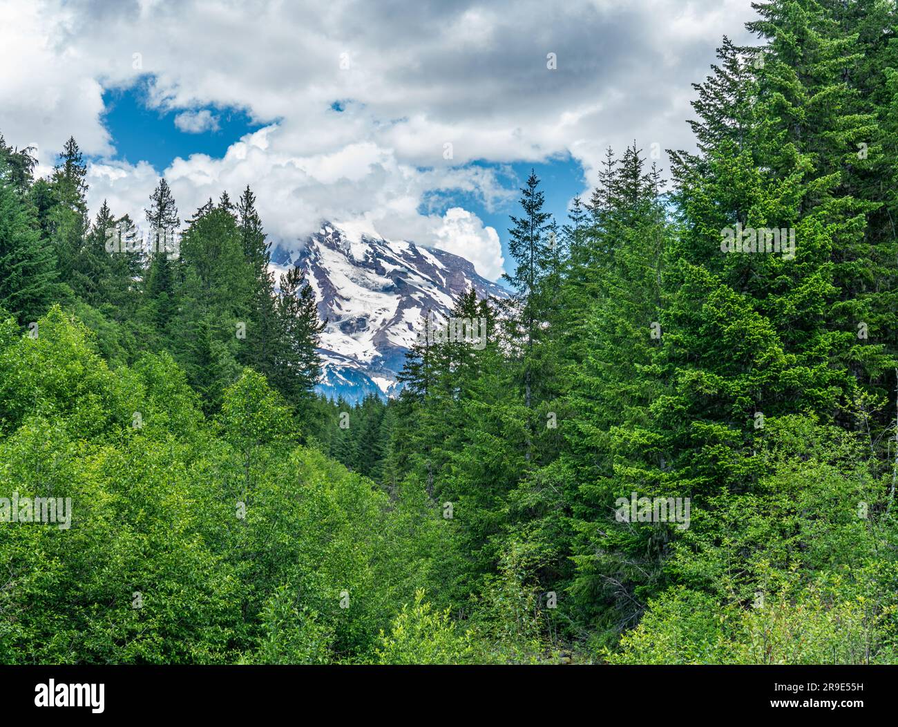 Mount Rainier in Washington State rises up behind evergreen trees Stock ...