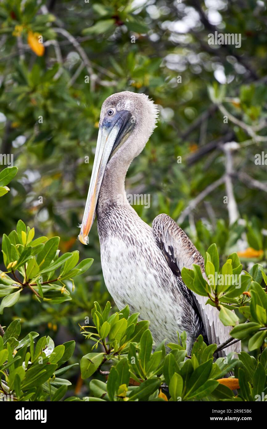 pelican posing for a portrait Stock Photo - Alamy