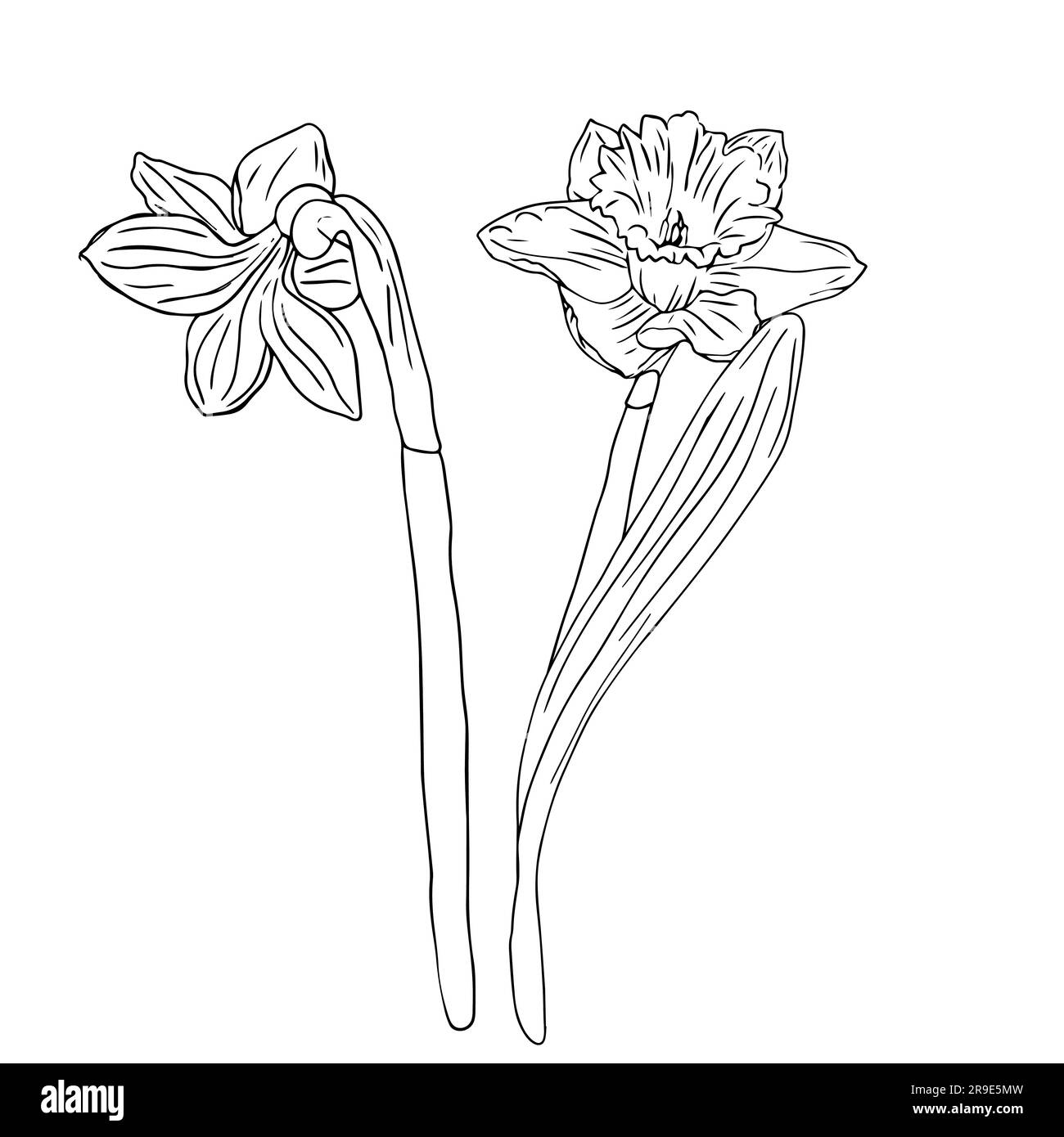 Spring line art flower ,isolate on white background Easter design for ...