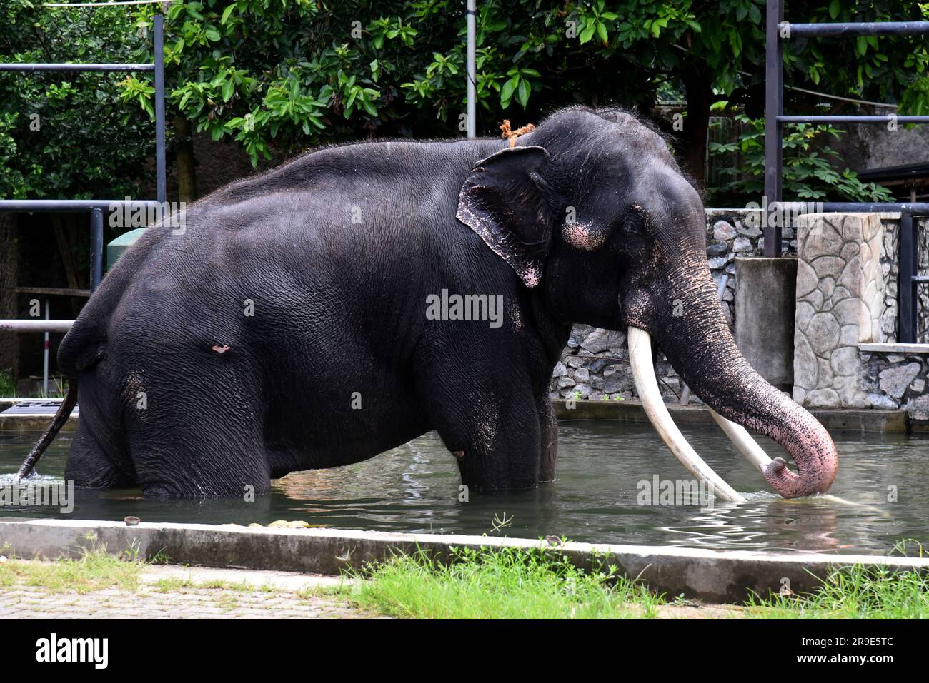 National zoological gardens of sri lanka hi-res stock photography and ...