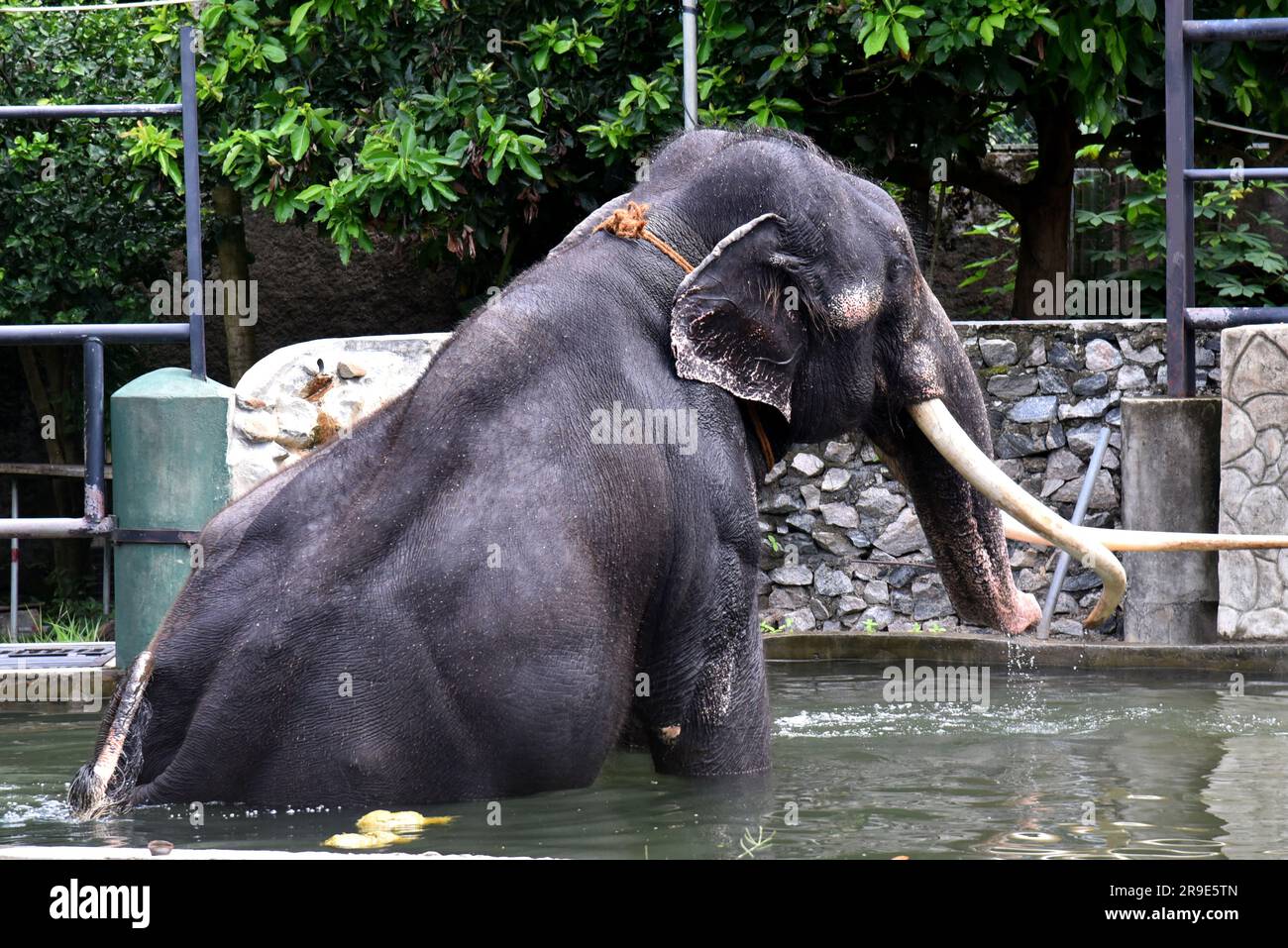 Colombo, Sri Lanka. 26th June, 2023. Muthu Raja, the elephant donated ...