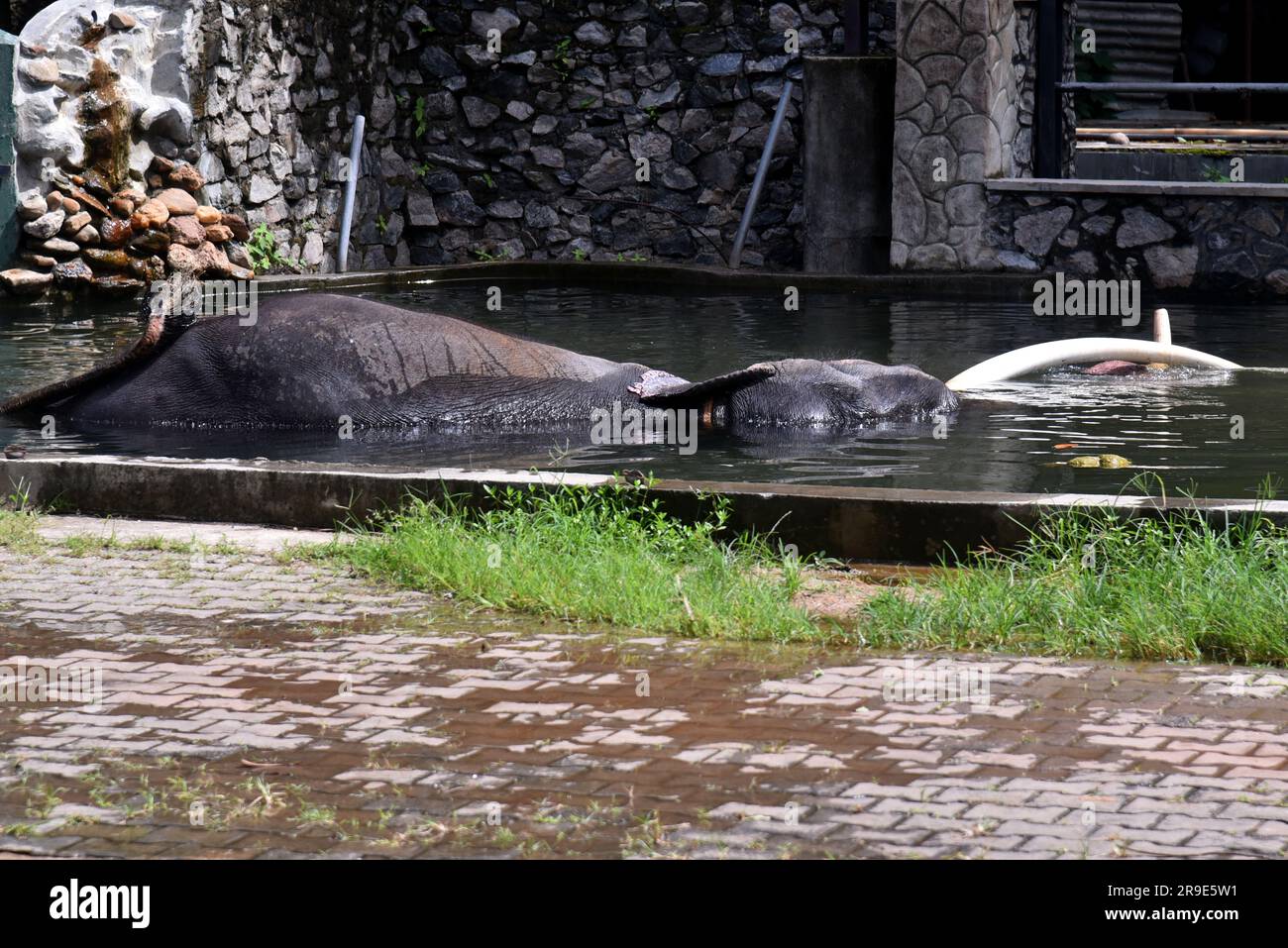 Colombo, Sri Lanka. 26th June, 2023. Muthu Raja, the elephant donated ...