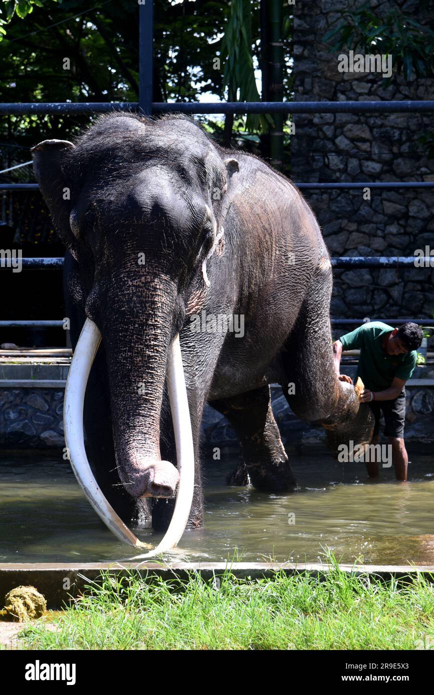 Colombo, Sri Lanka. 26th June, 2023. Muthu Raja, the elephant donated ...